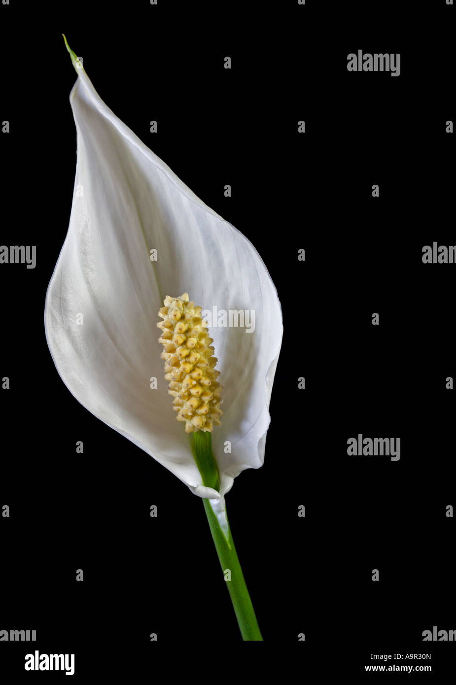 White Peace Lily (spathiphyllum Stock Photo - Alamy