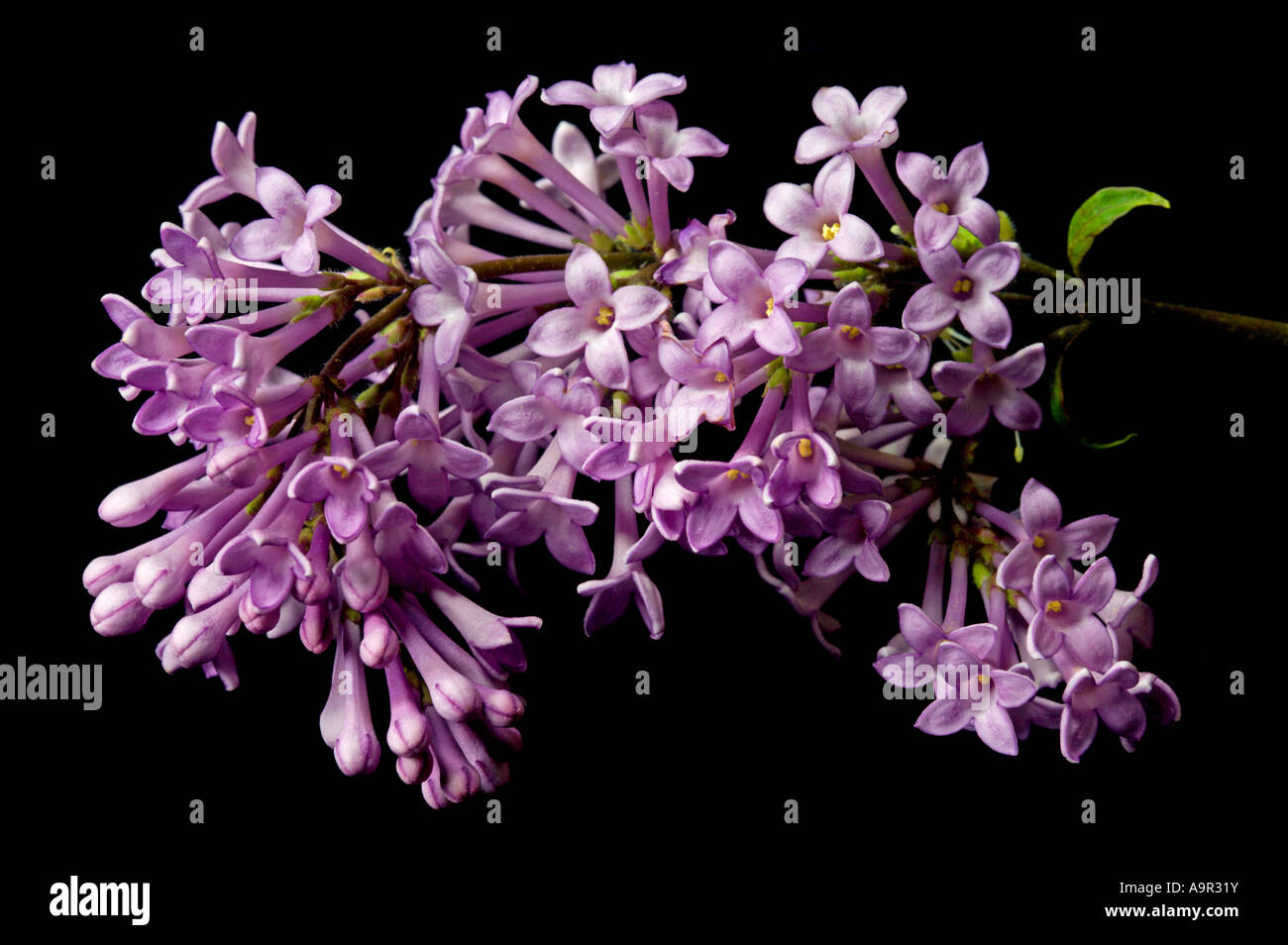 Hungarian Lilac (syringa josikaea Stock Photo - Alamy