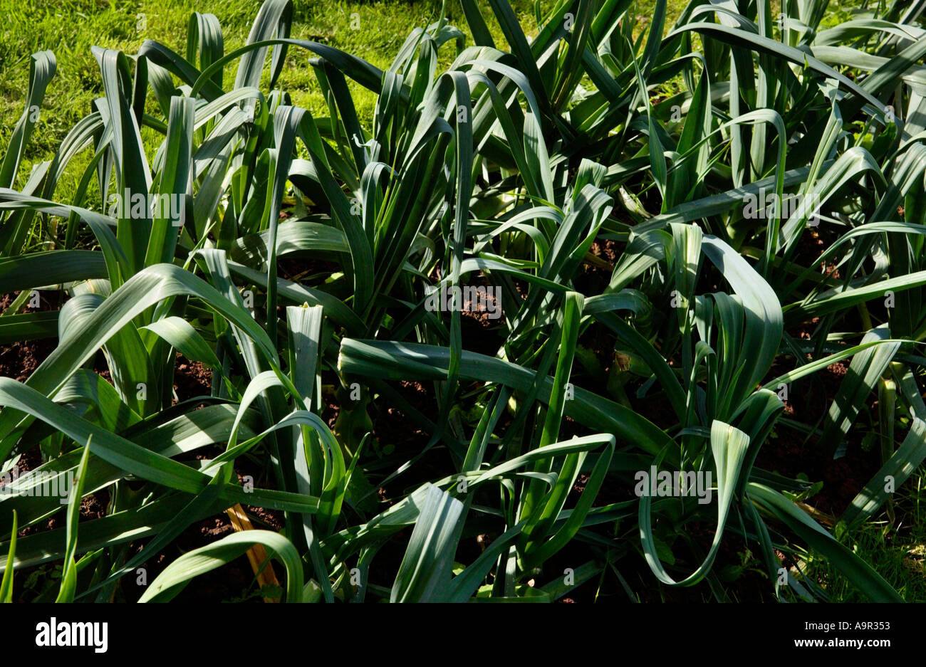 Leeks growing in garden of an organic farm in the Llanthony Valley Vale ...