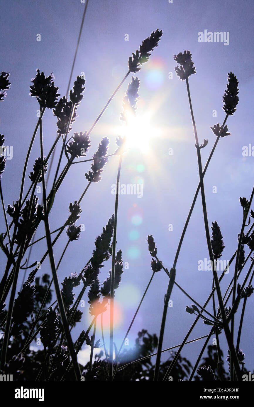 Lavender summer sun sunbeam sky hi-res stock photography and images - Alamy