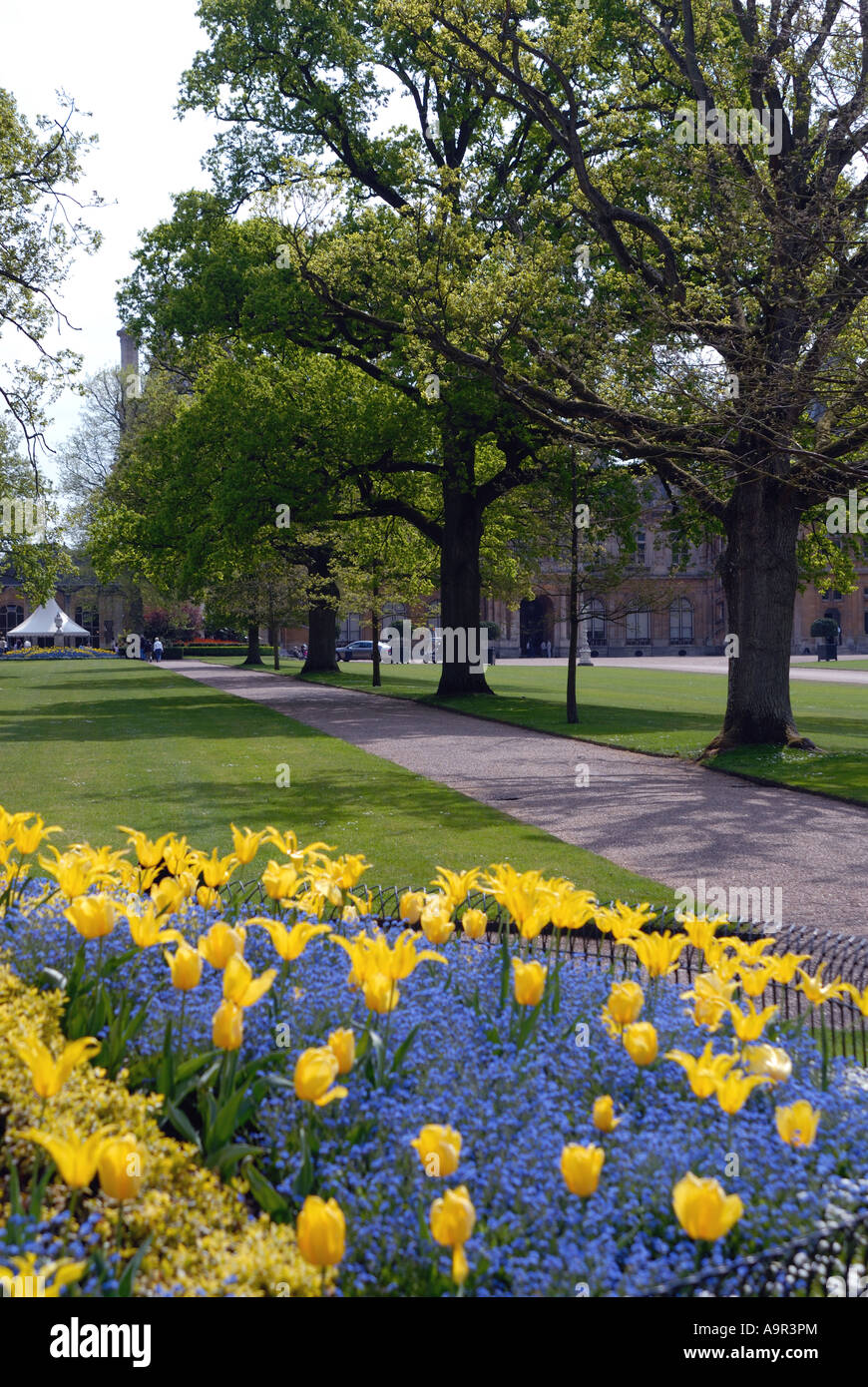 Avenue of Trees Stock Photo - Alamy