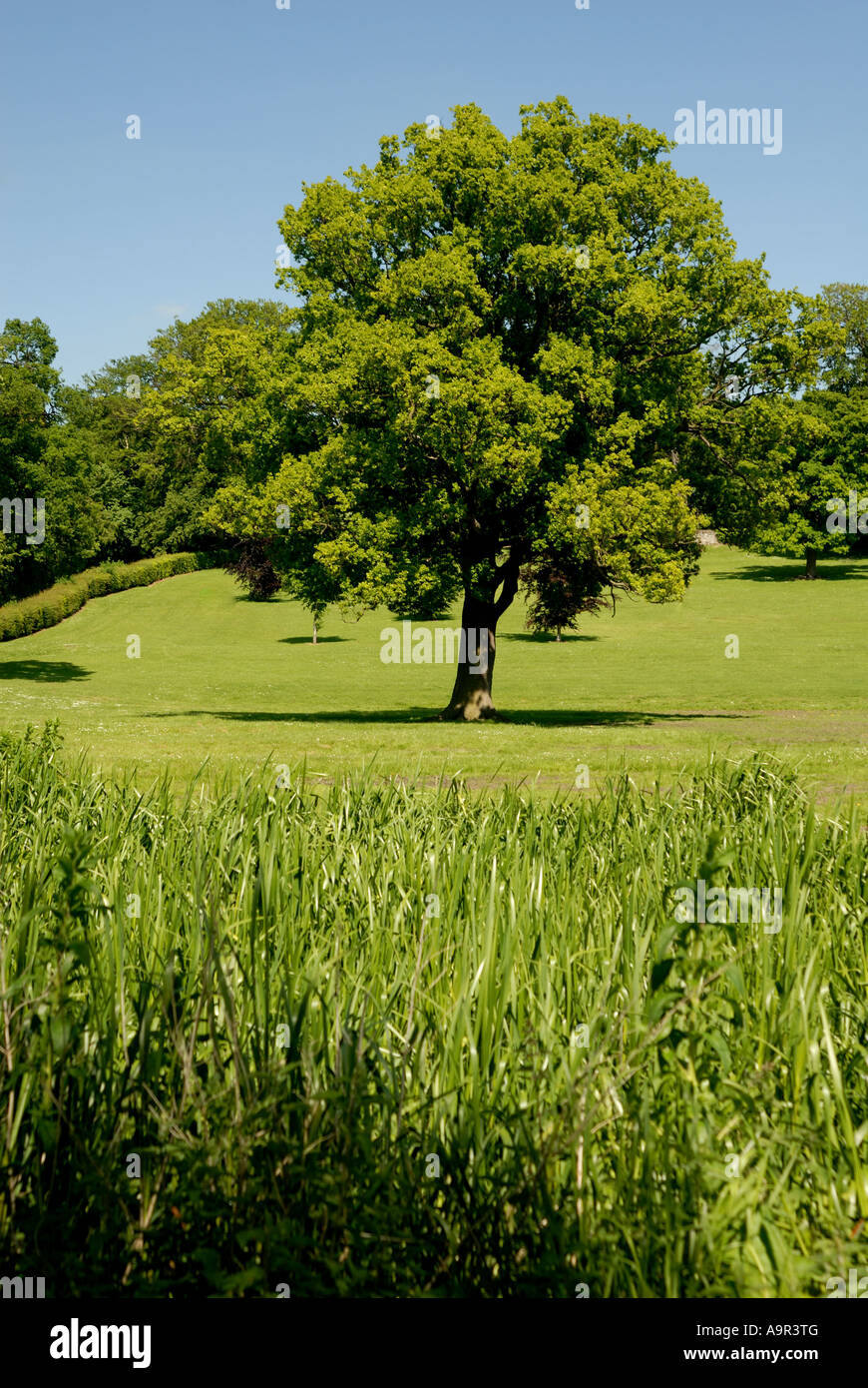 Tree in Park Stock Photo - Alamy
