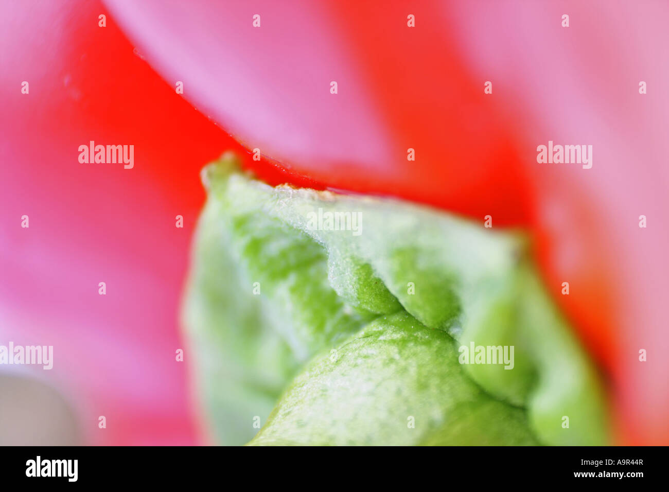 Extreme close up of a stem Stock Photo - Alamy