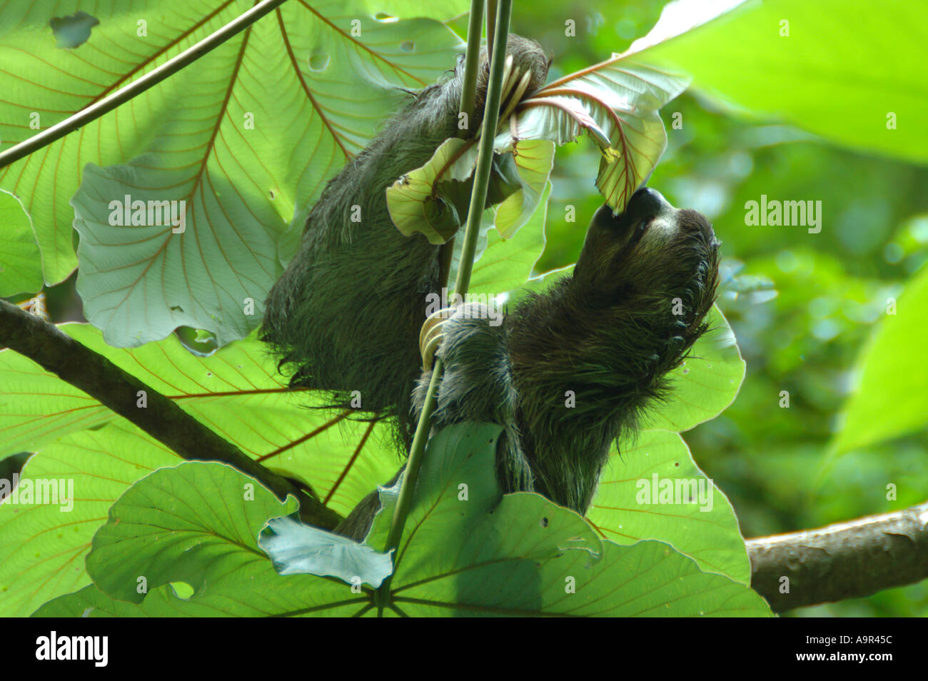Three toed Sloth Costa Rica Stock Photo - Alamy