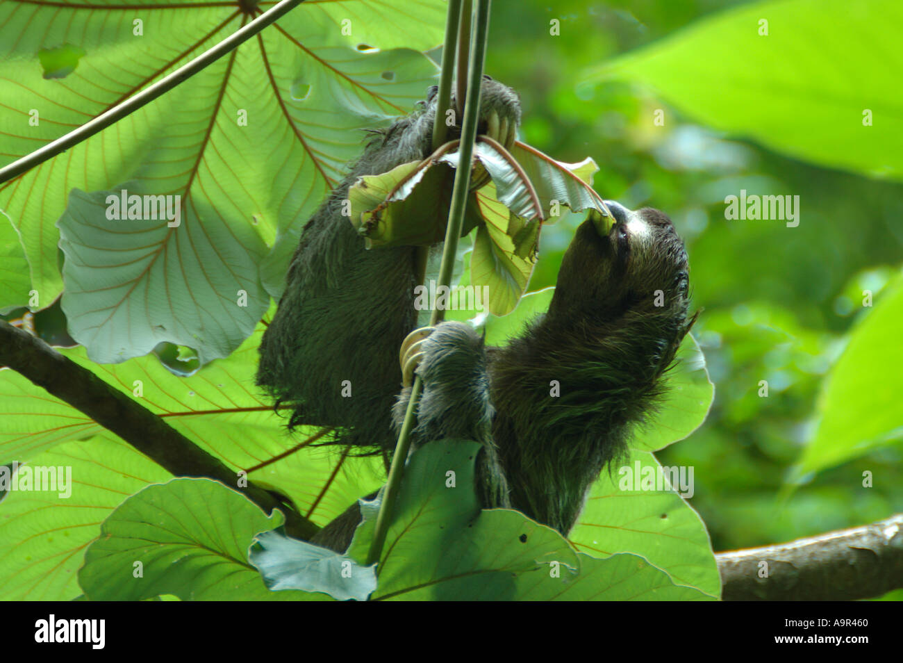 Three toed Sloth Costa Rica Stock Photo - Alamy