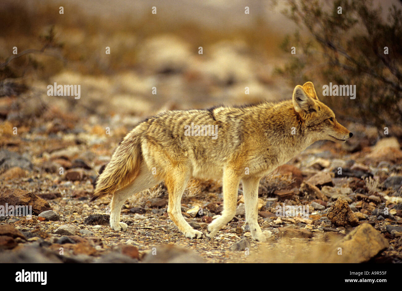 Death valley coyote hi-res stock photography and images - Alamy