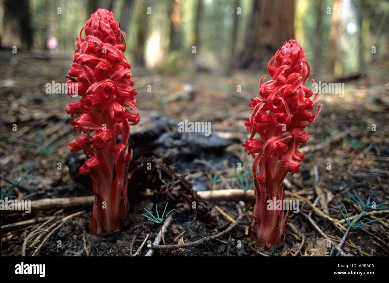 Sequoia National Park, California. A snow plant (Sarcodes sanguinea ...