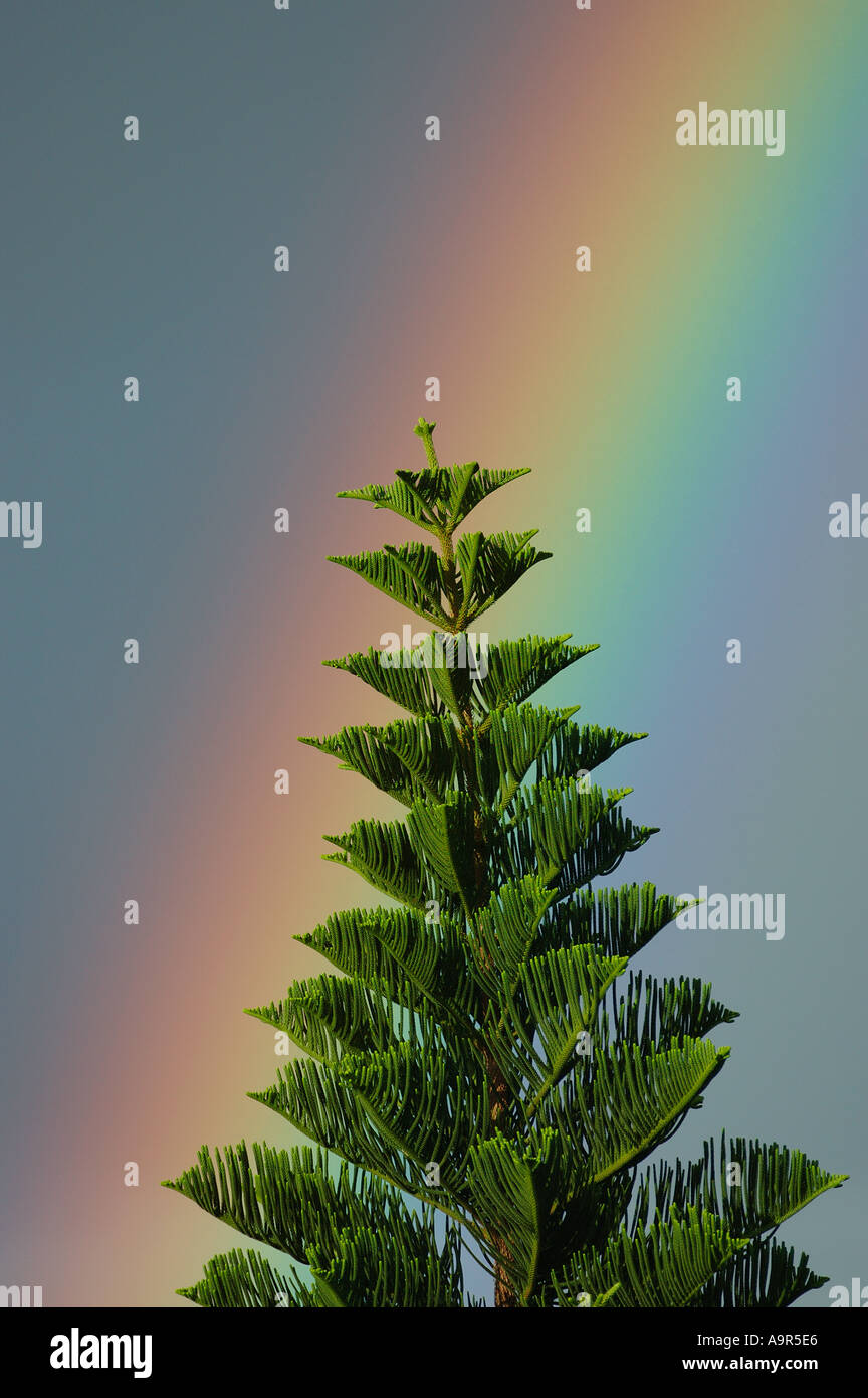 Rainbow and trees Stock Photo - Alamy