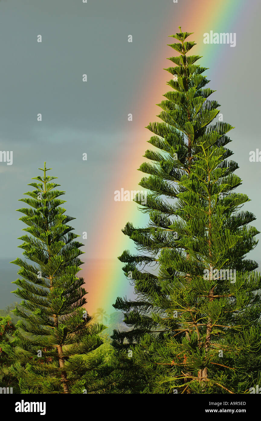 Rainbow and trees Stock Photo - Alamy