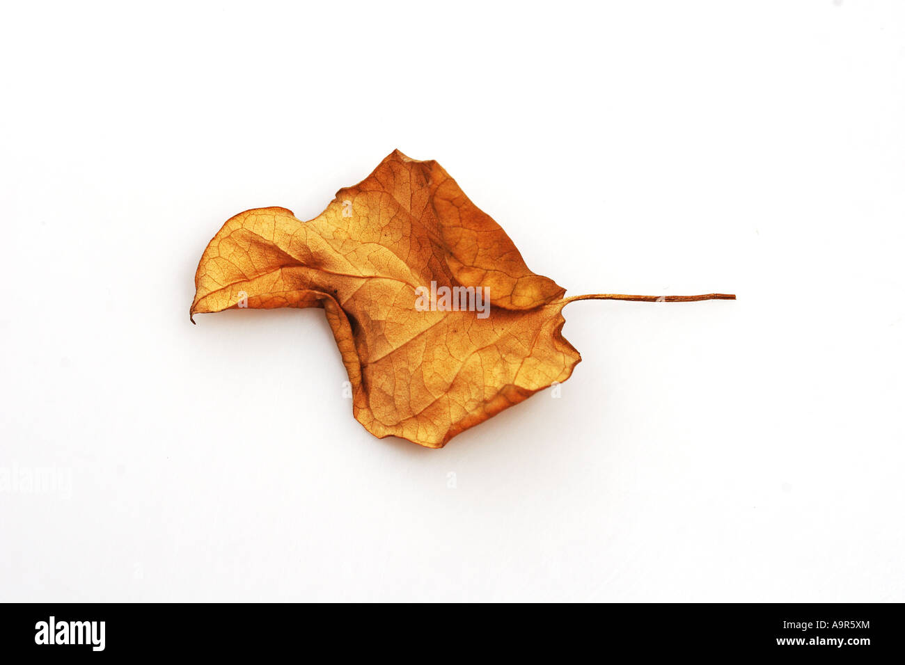 Dried up crumpled leaf hi-res stock photography and images - Alamy