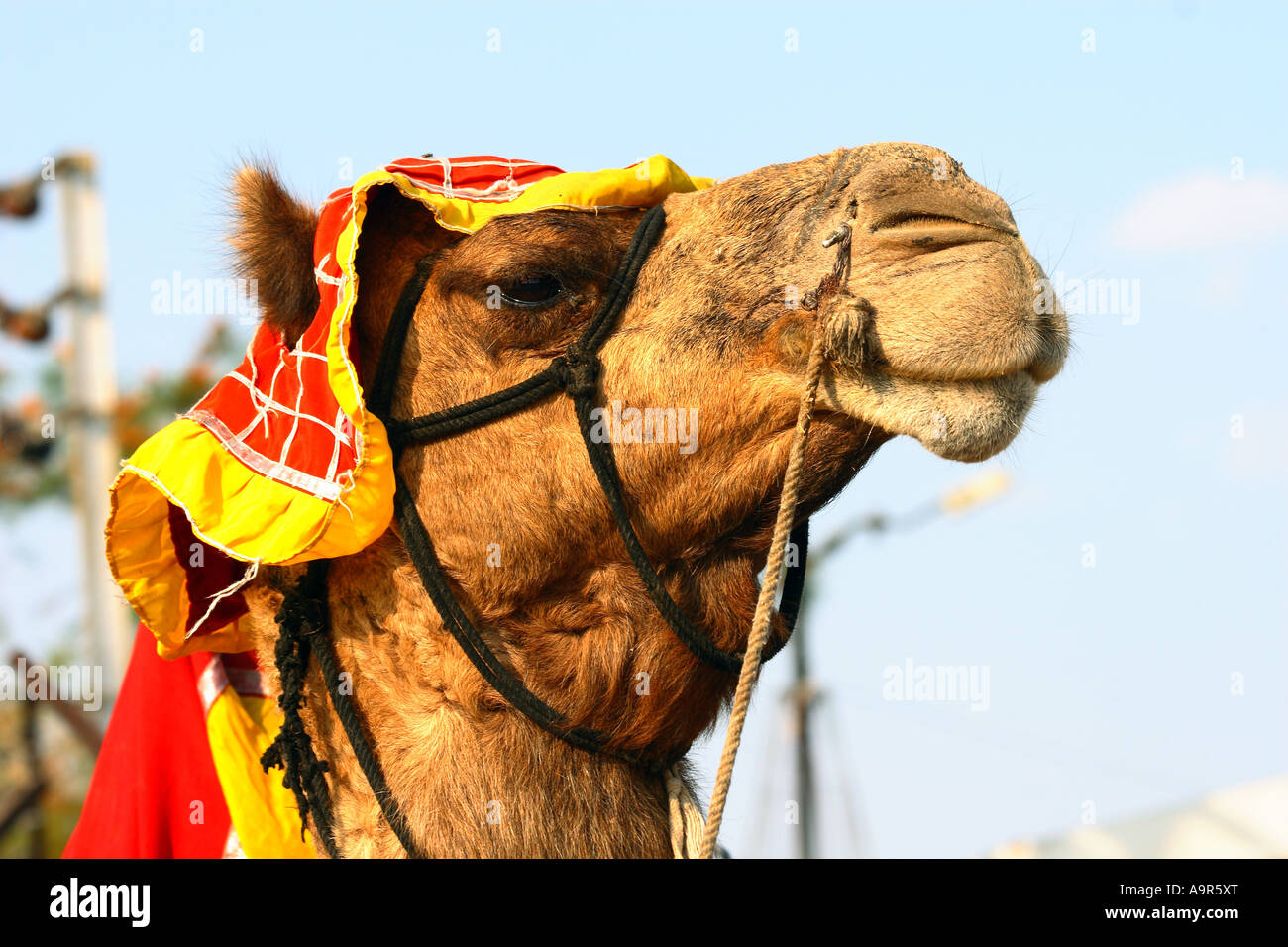 Camel tied up hi-res stock photography and images - Alamy