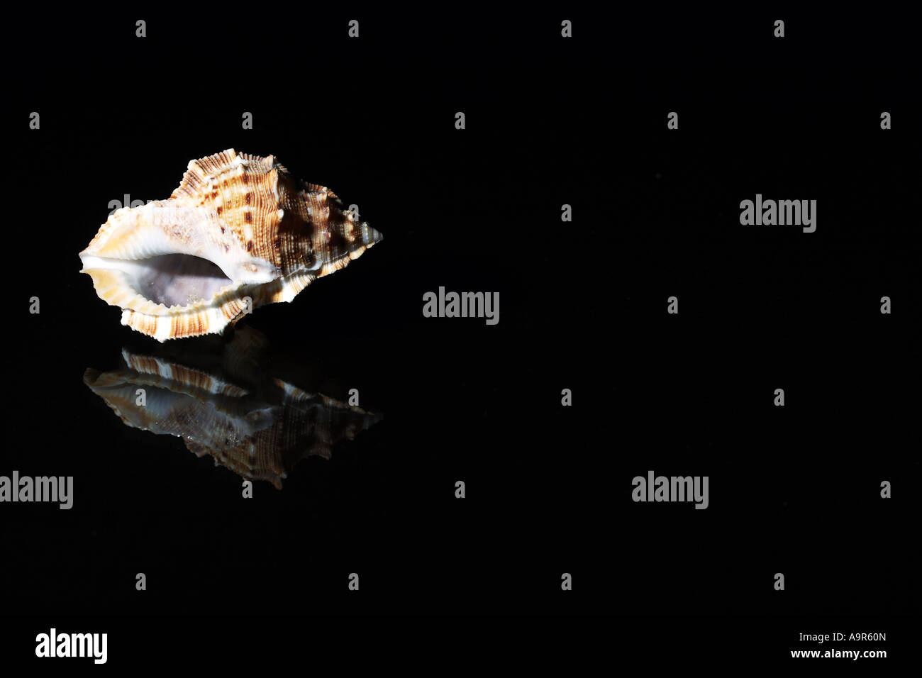 Studio shot of a conch shell Stock Photo - Alamy