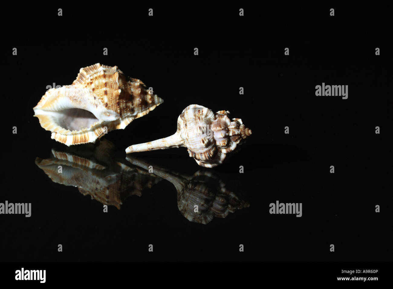 Close up of two shells Stock Photo - Alamy