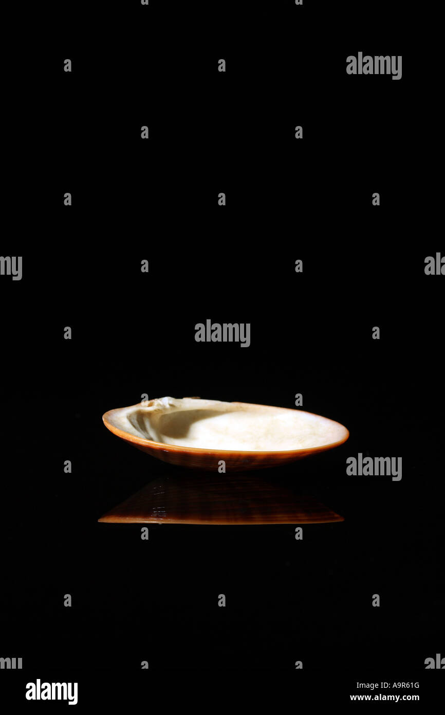 Close up of a shell Stock Photo - Alamy