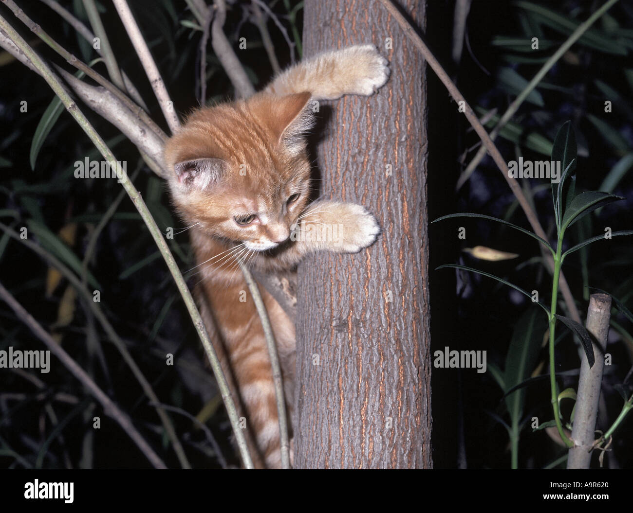Escaping up a tree saves cute little orange Tabby some possible trouble ...