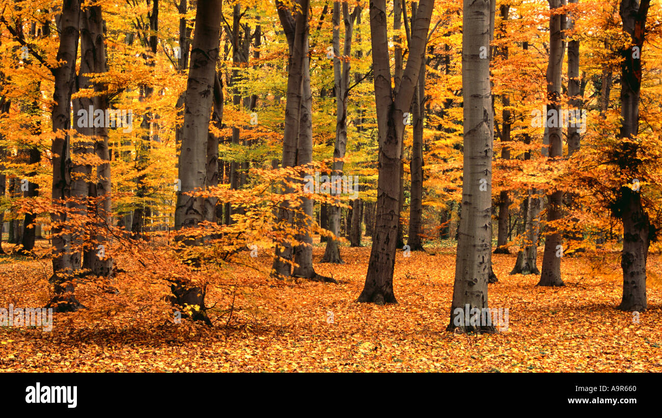 Beech trees turning brown in autumn Fagus sylvatica Stock Photo - Alamy