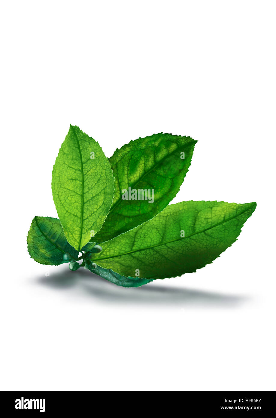 Tea leaf Cut out Stock Photo - Alamy