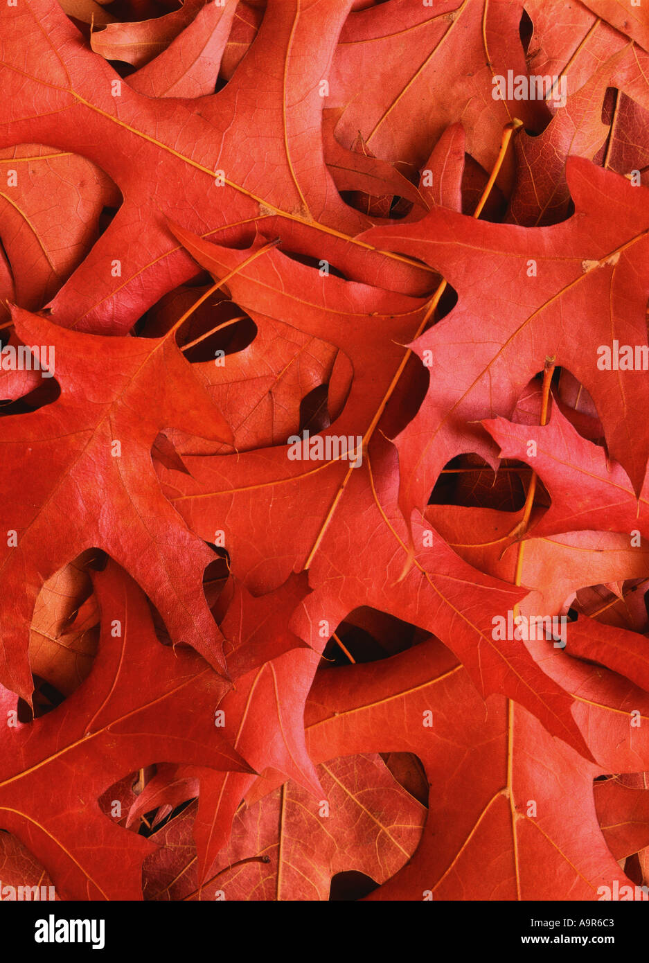 Pin oak leaves hi-res stock photography and images - Alamy