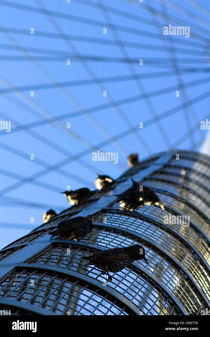 Starlings on the London Eye, Millennium Wheel, London, England, United ...