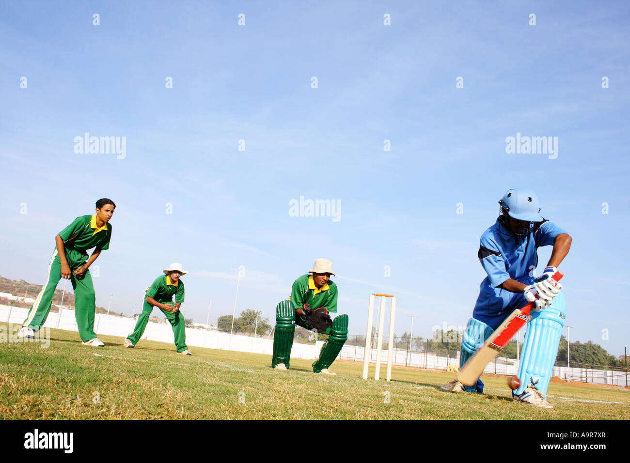 African field cricket hi-res stock photography and images - Alamy