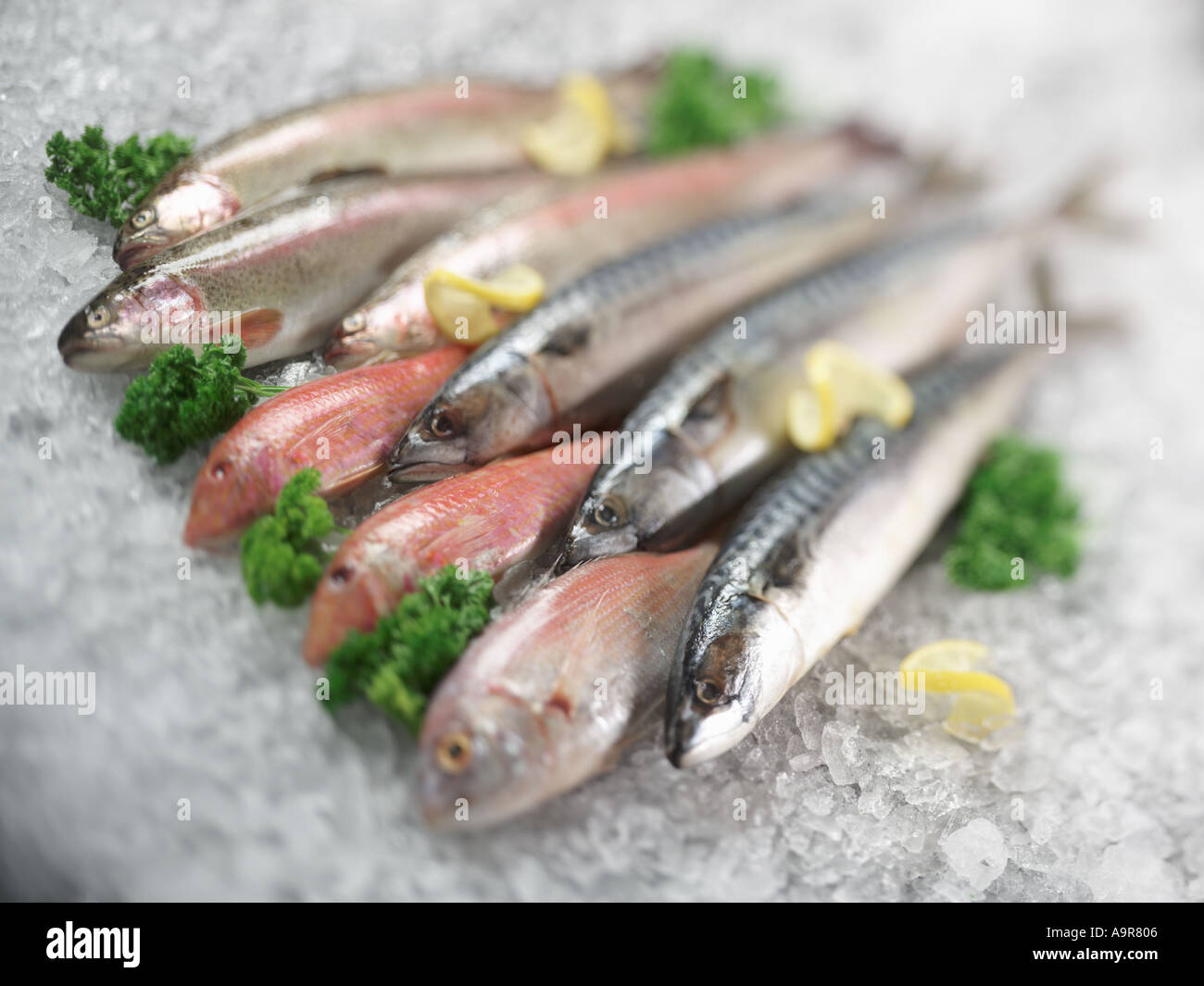 fish on ice Stock Photo - Alamy