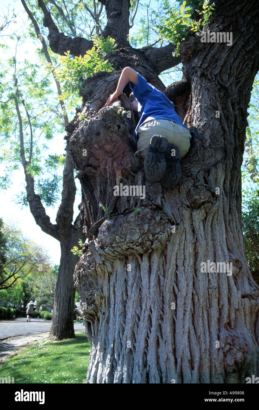 young boy 4 5 6 7 year old climbing tree Stock Photo - Alamy