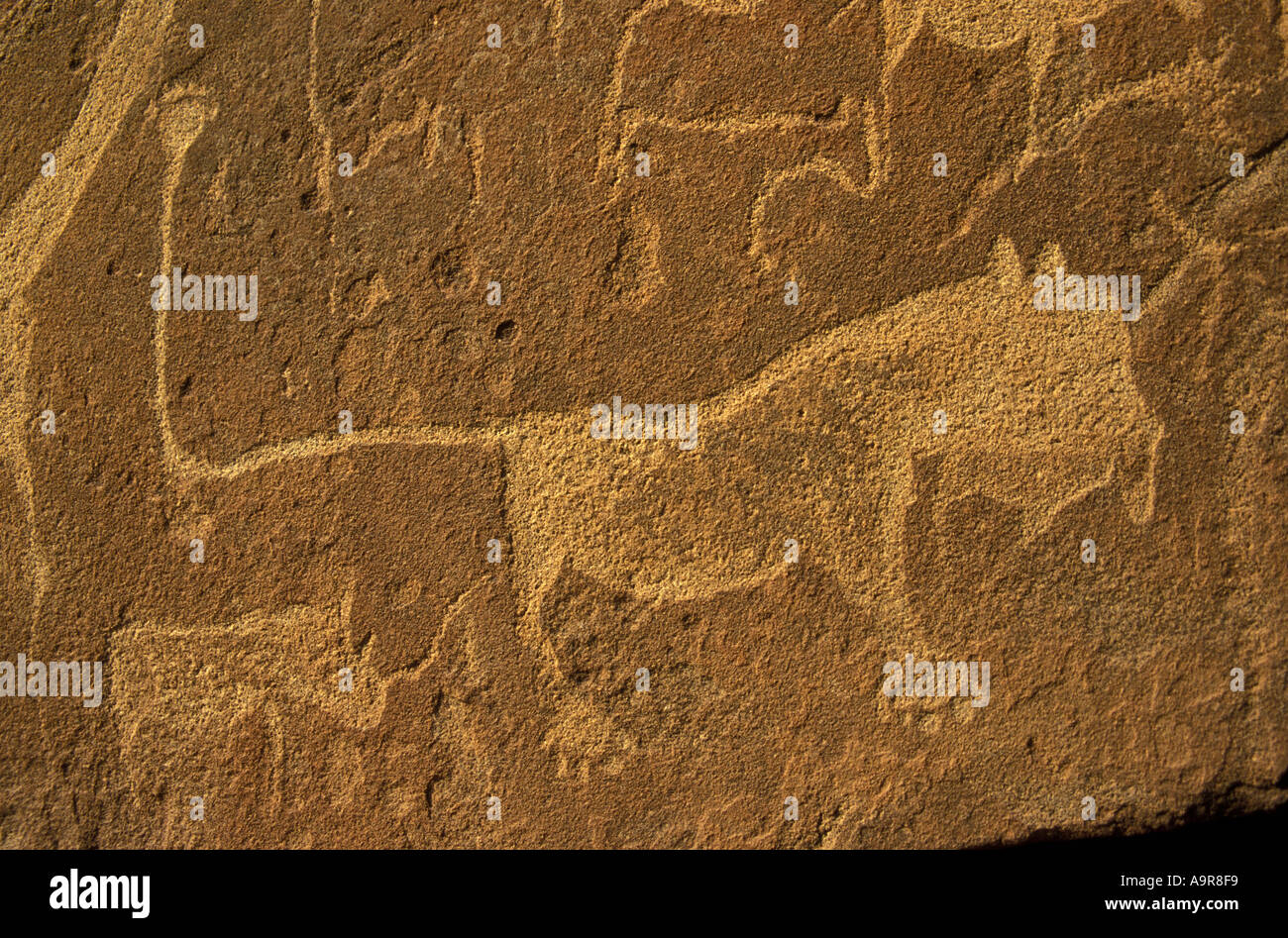 Rock engraving. animal hi-res stock photography and images - Alamy