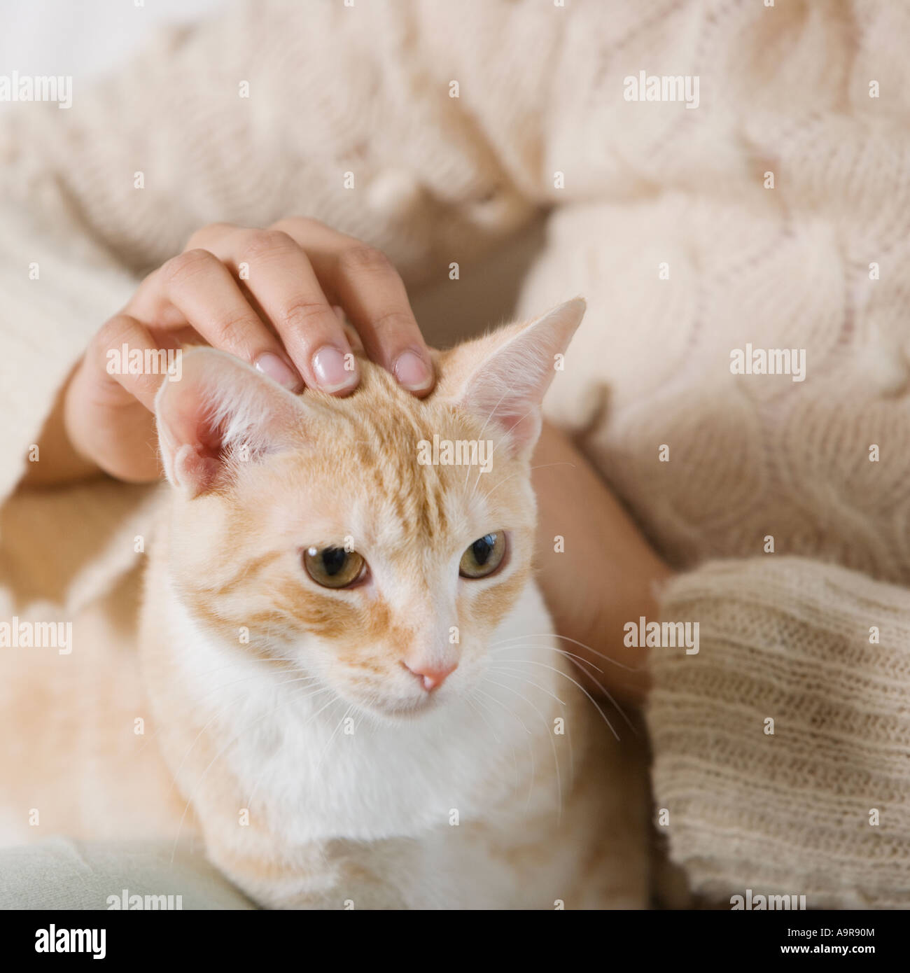 Indian woman holding cat hi-res stock photography and images - Alamy