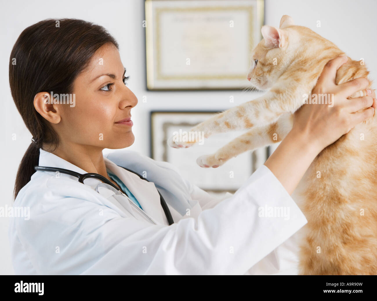 Indian female veterinarian examining cat Stock Photo - Alamy