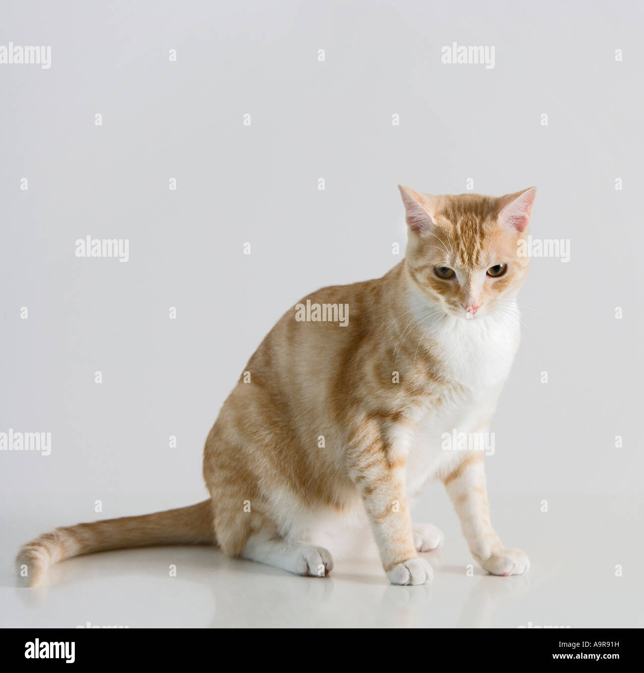 Studio shot of cat Stock Photo - Alamy