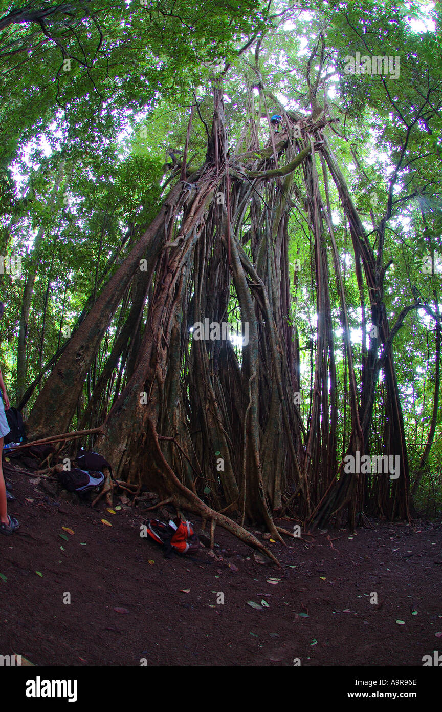 Tree climbing tour Cabo Matapalo Costa Rica Stock Photo - Alamy