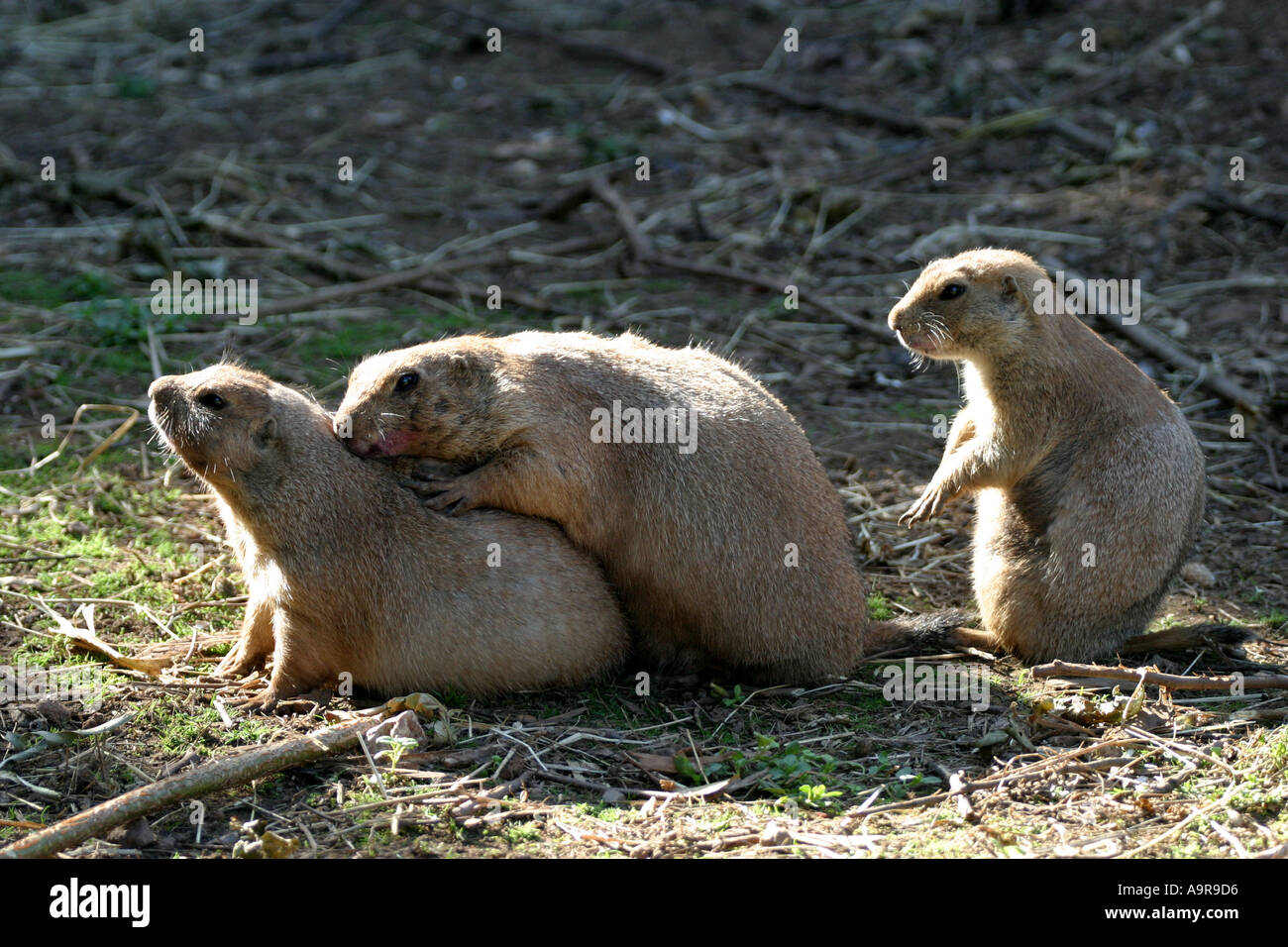 A family group of three prairie dogs Stock Photo - Alamy