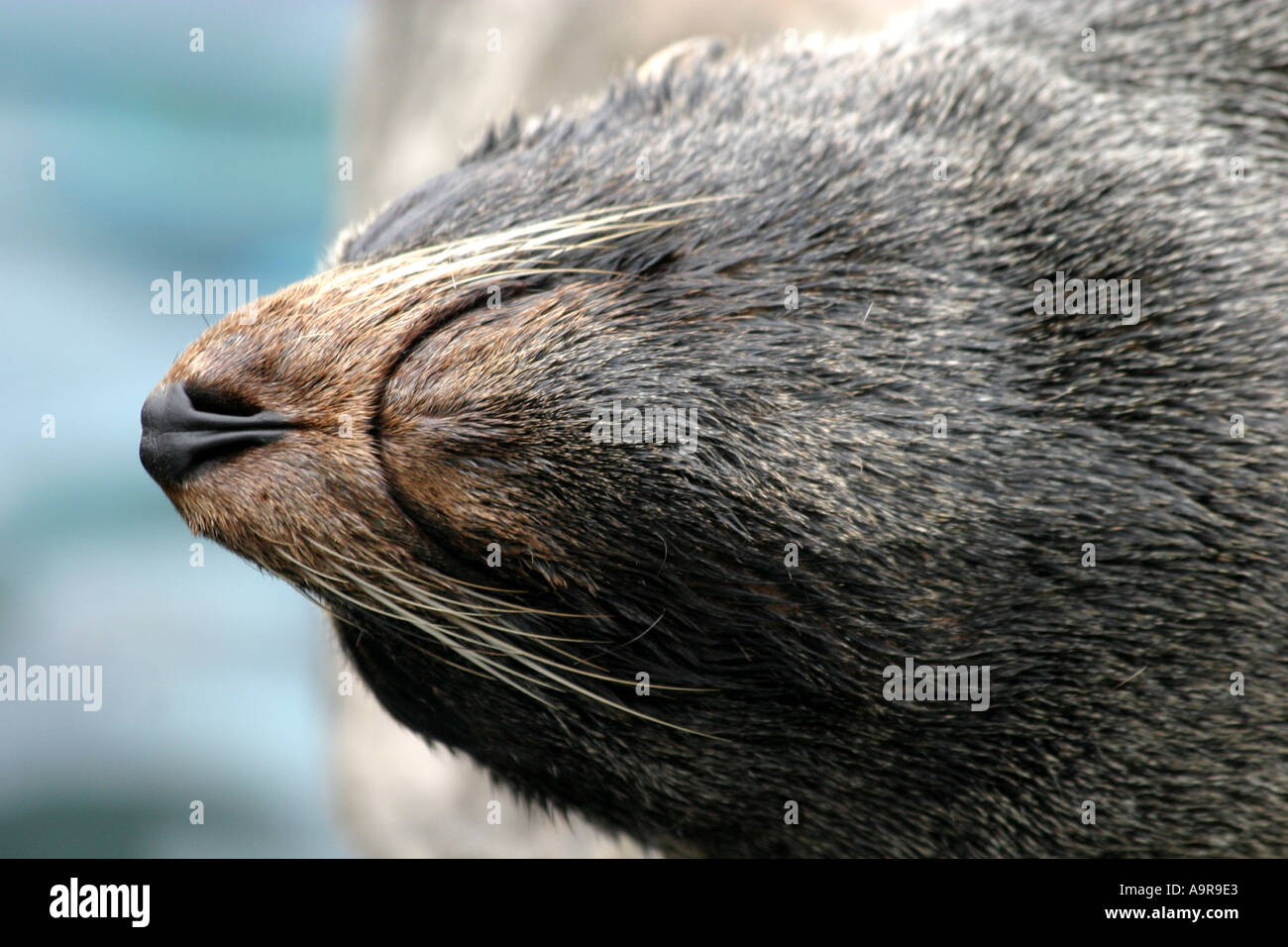 Unusual view of a seal's nostrils Stock Photo - Alamy