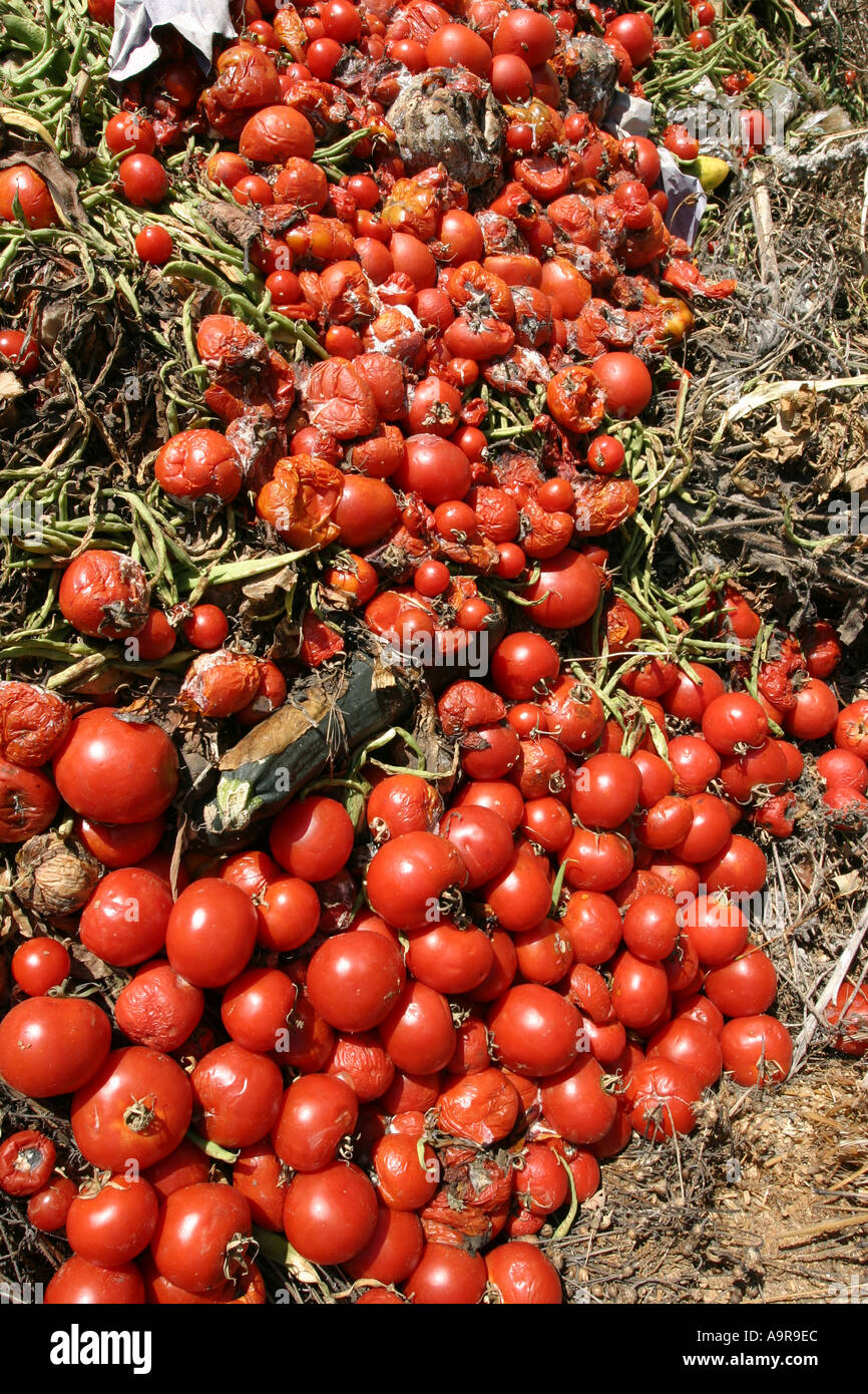 Rotting tomatoes and other vegetables on an organic compost heap Stock ...