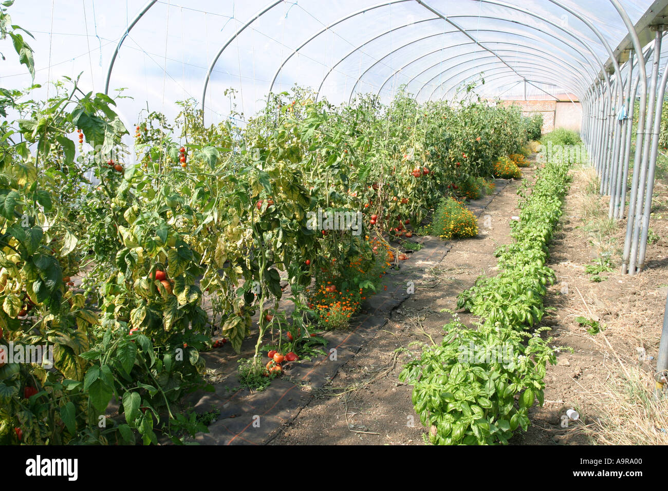 Poly tunnel tomatoes hi-res stock photography and images - Alamy