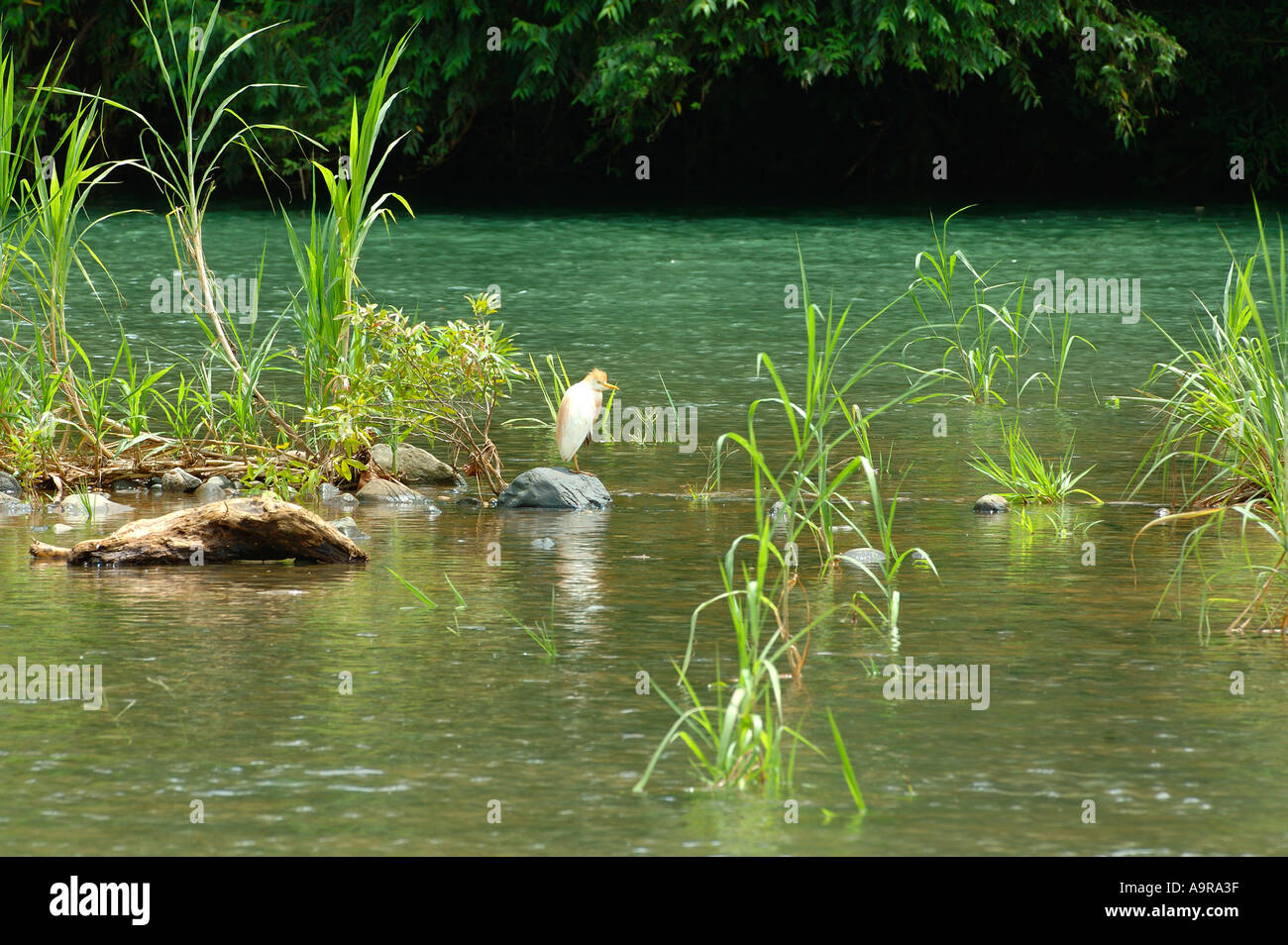 Cattle egret costa rica hi-res stock photography and images - Alamy