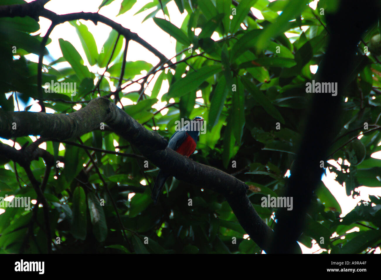 Trogan hi-res stock photography and images - Alamy