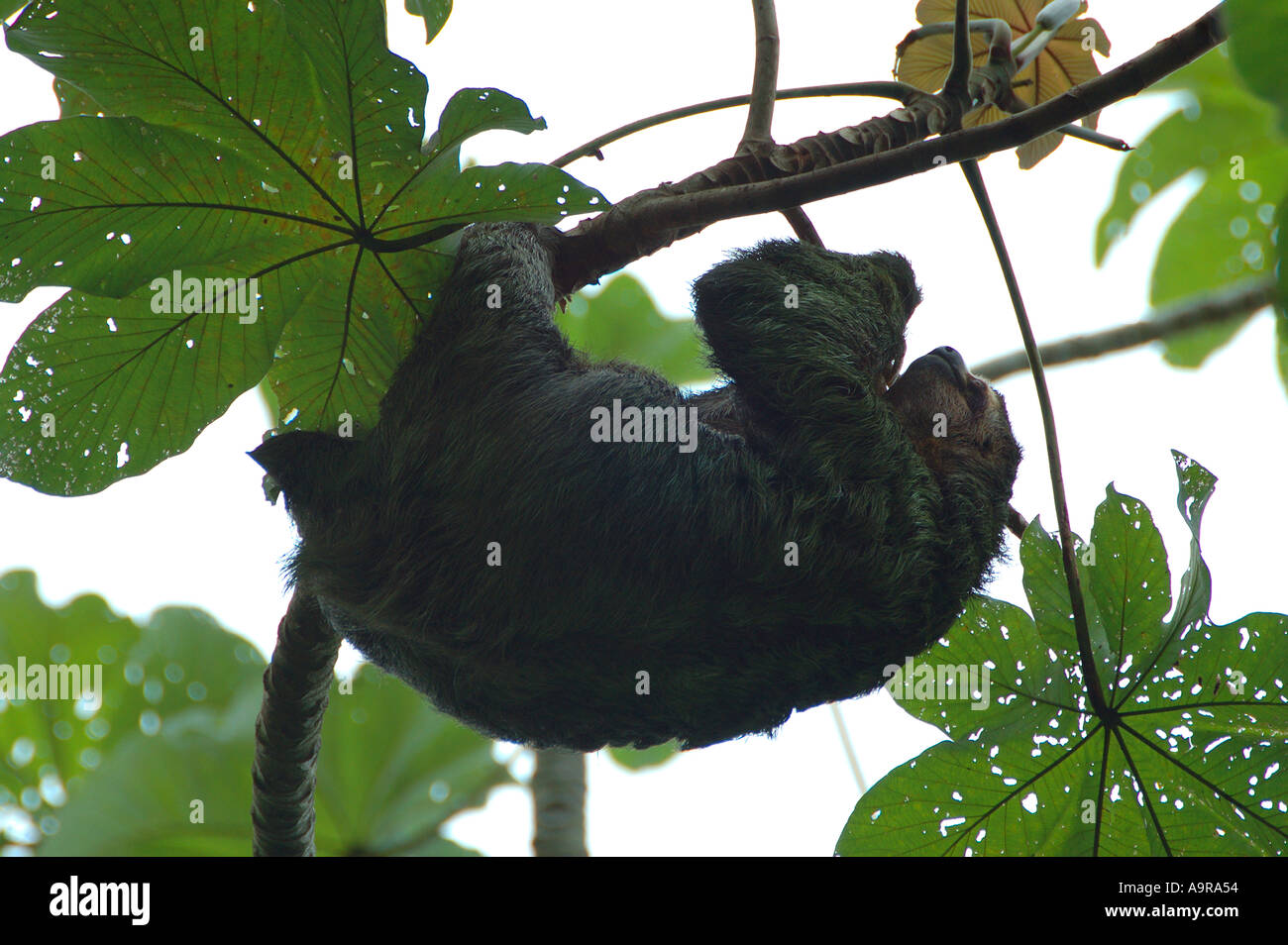Three toed Sloth Costa Rica Stock Photo - Alamy