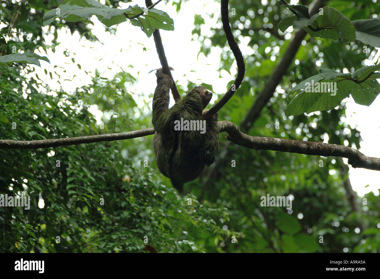 Three toed Sloth Costa Rica Stock Photo - Alamy