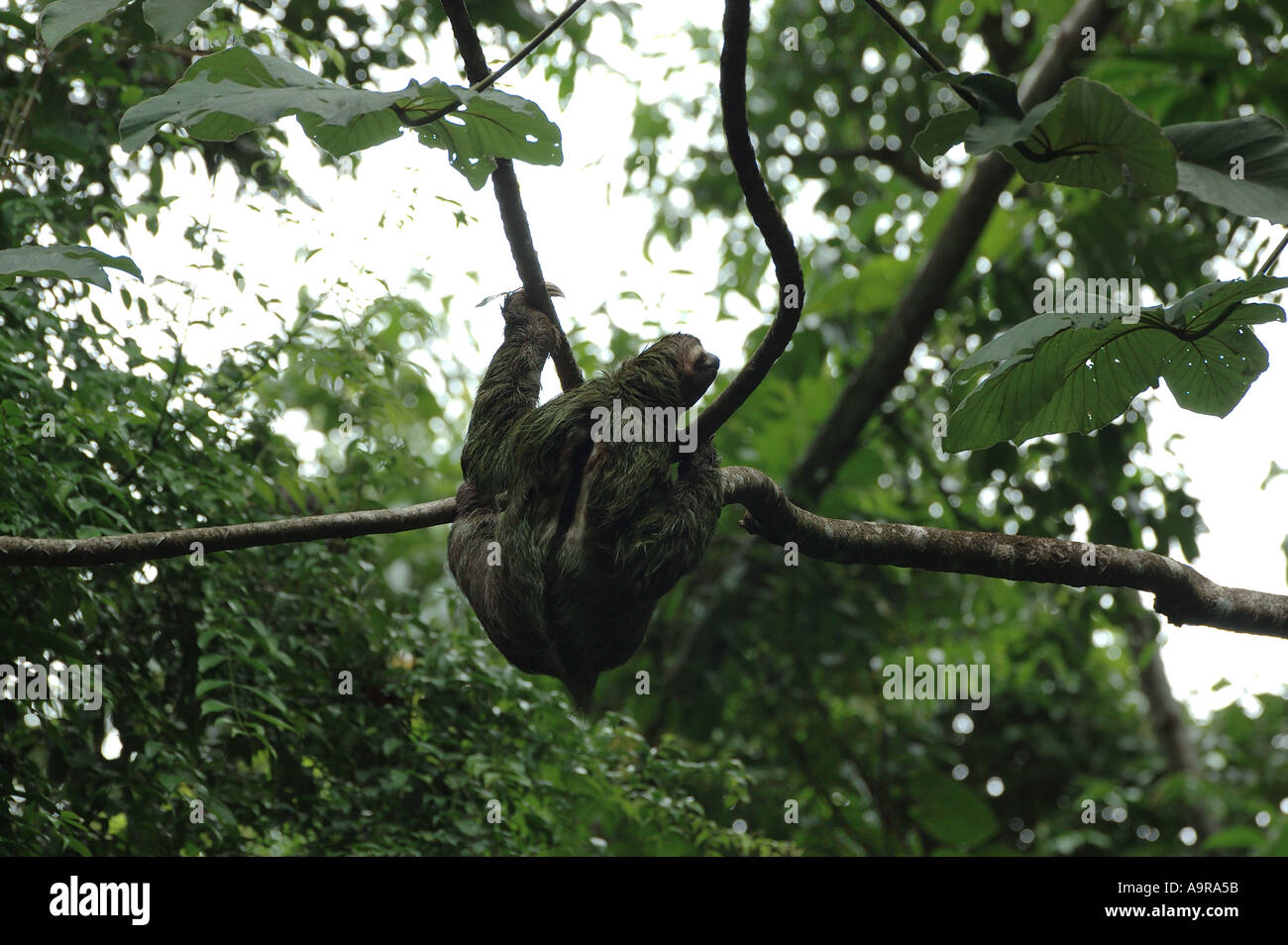 Three toed Sloth Costa Rica Stock Photo - Alamy