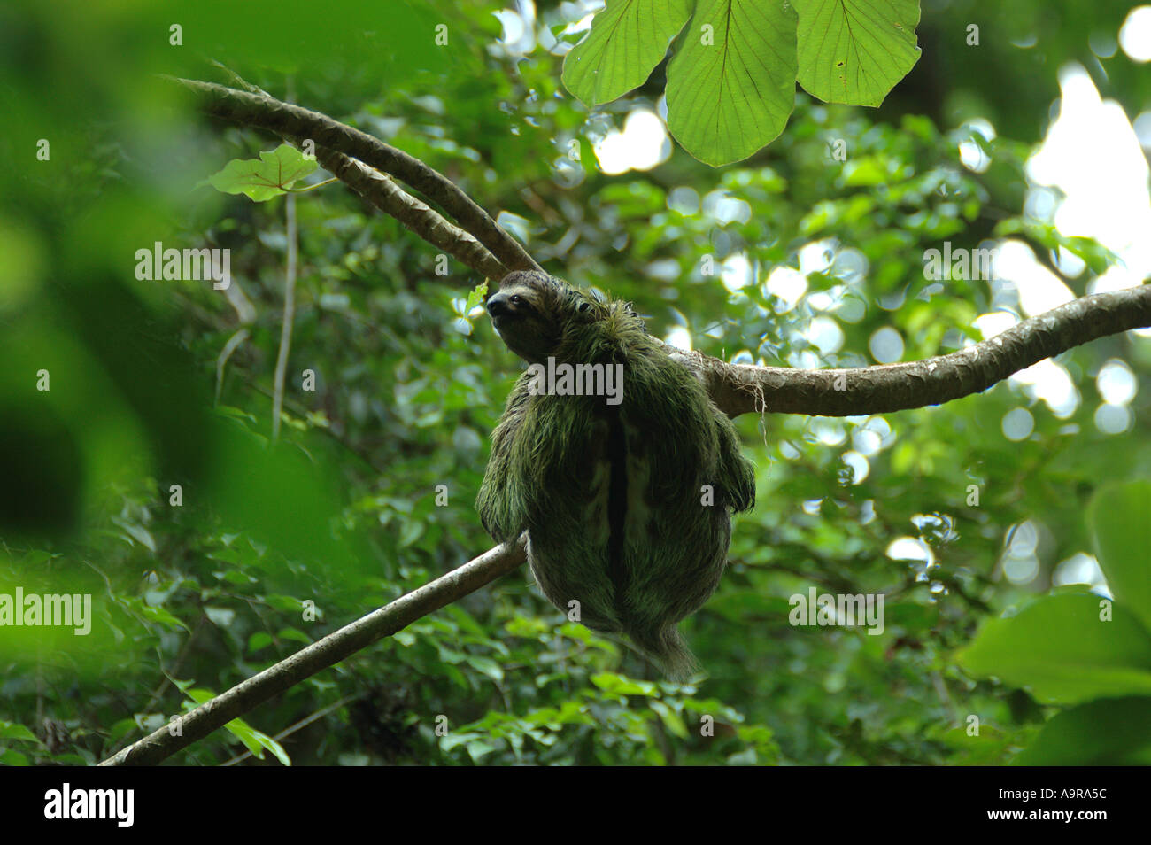Three toed Sloth Costa Rica Stock Photo - Alamy