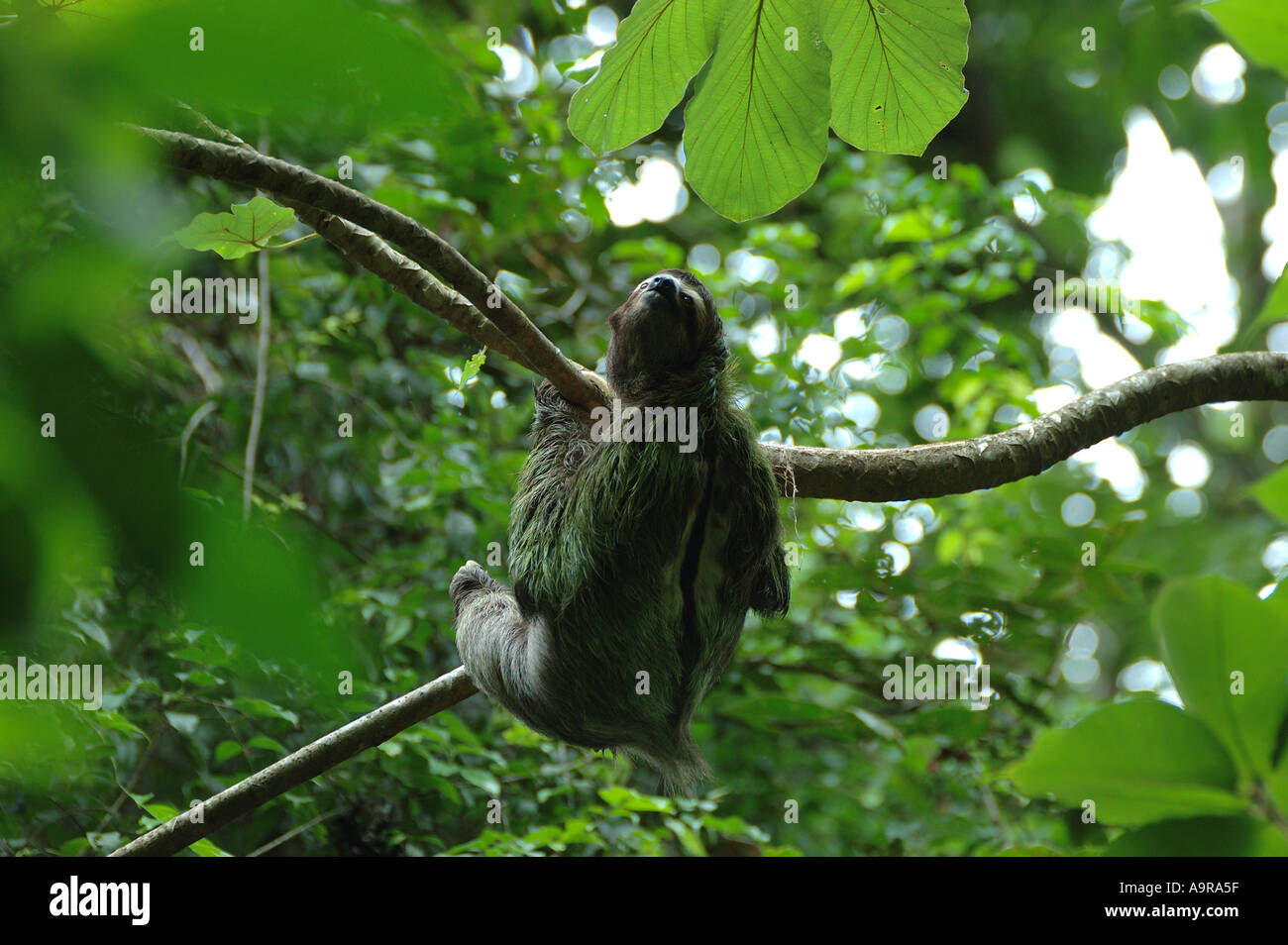 Three toed Sloth Costa Rica Stock Photo - Alamy