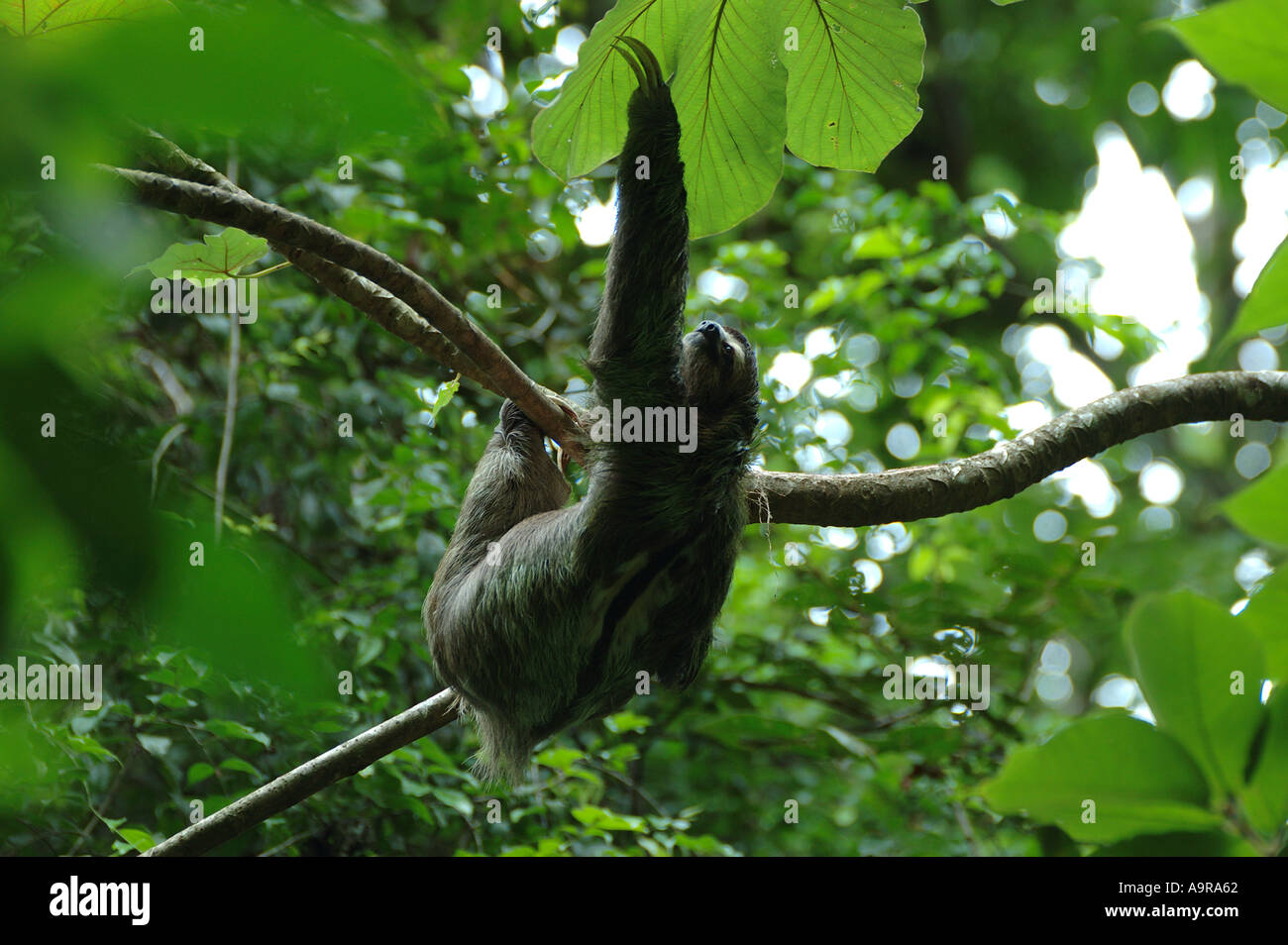 Three toed Sloth Costa Rica Stock Photo - Alamy