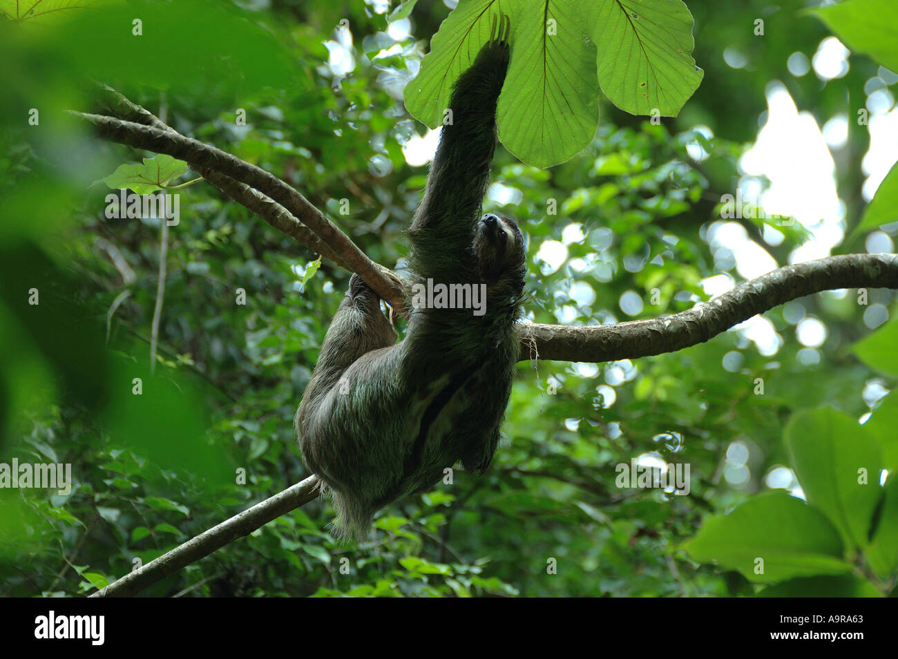 Three toed Sloth Costa Rica Stock Photo - Alamy