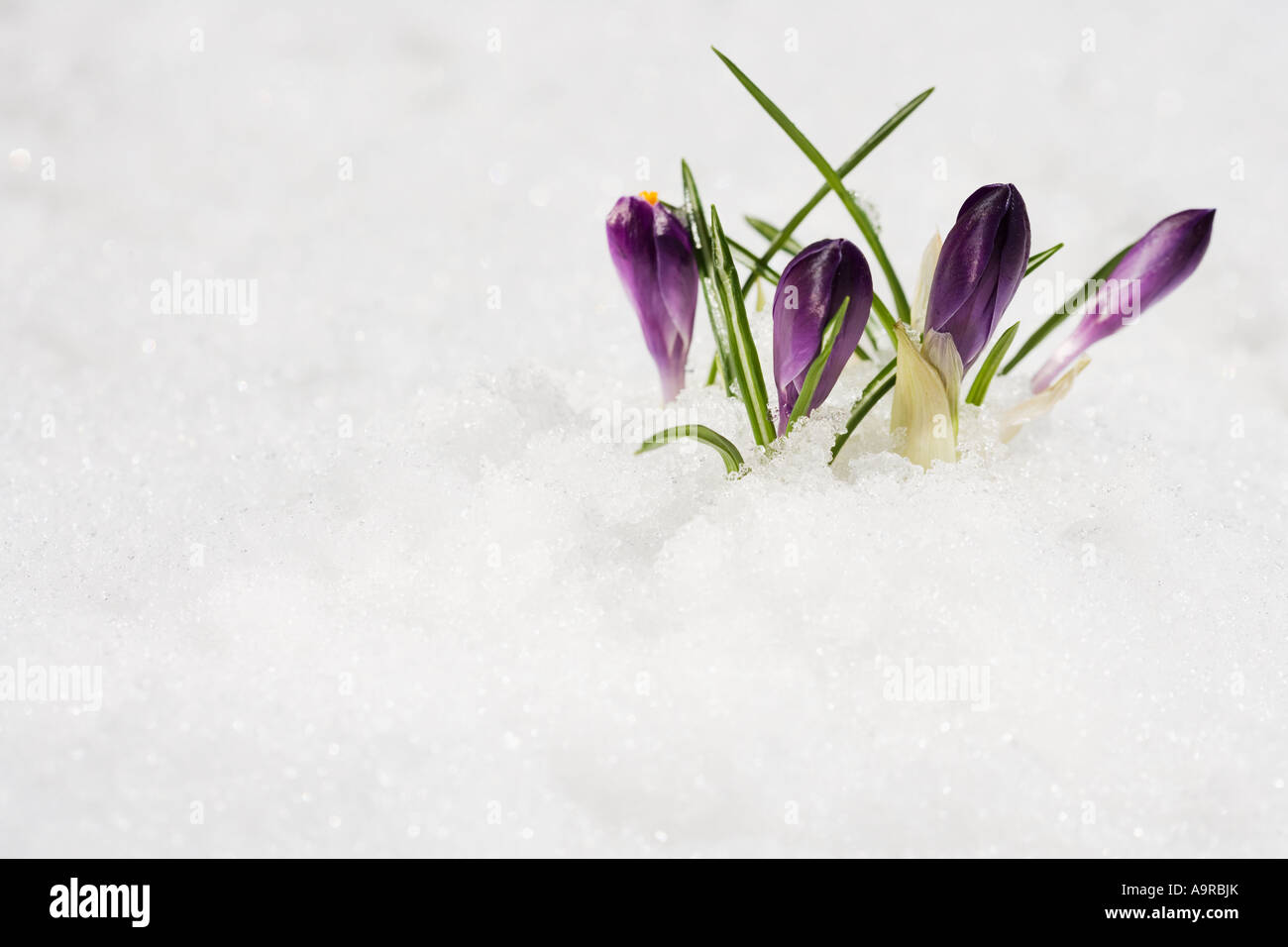 Flowers growing in snow Stock Photo - Alamy