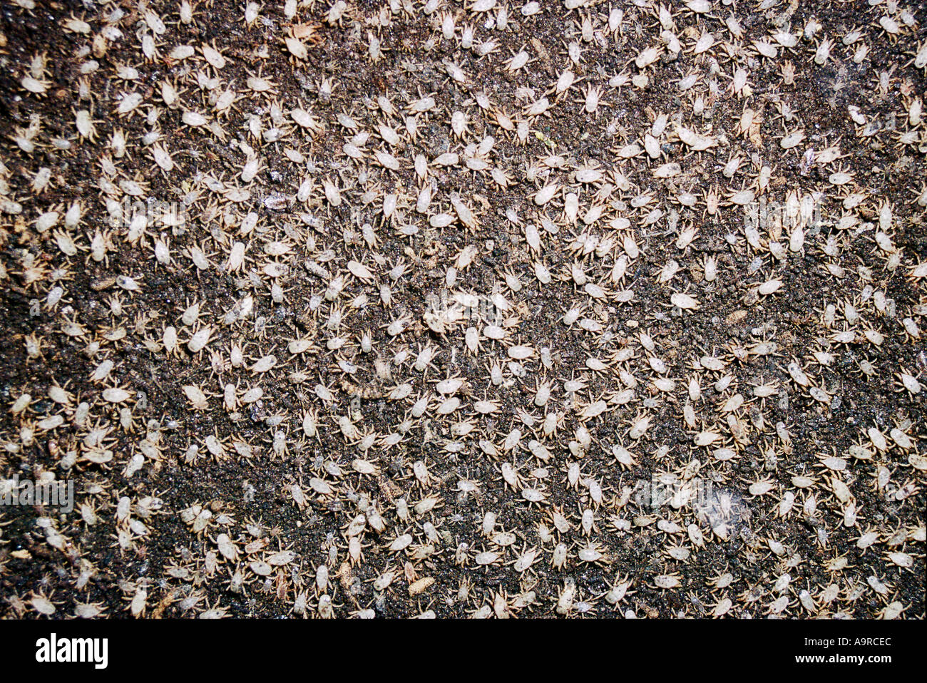 Ticks on guano floor of Bat Cave a hot cave Cuba Stock Photo - Alamy