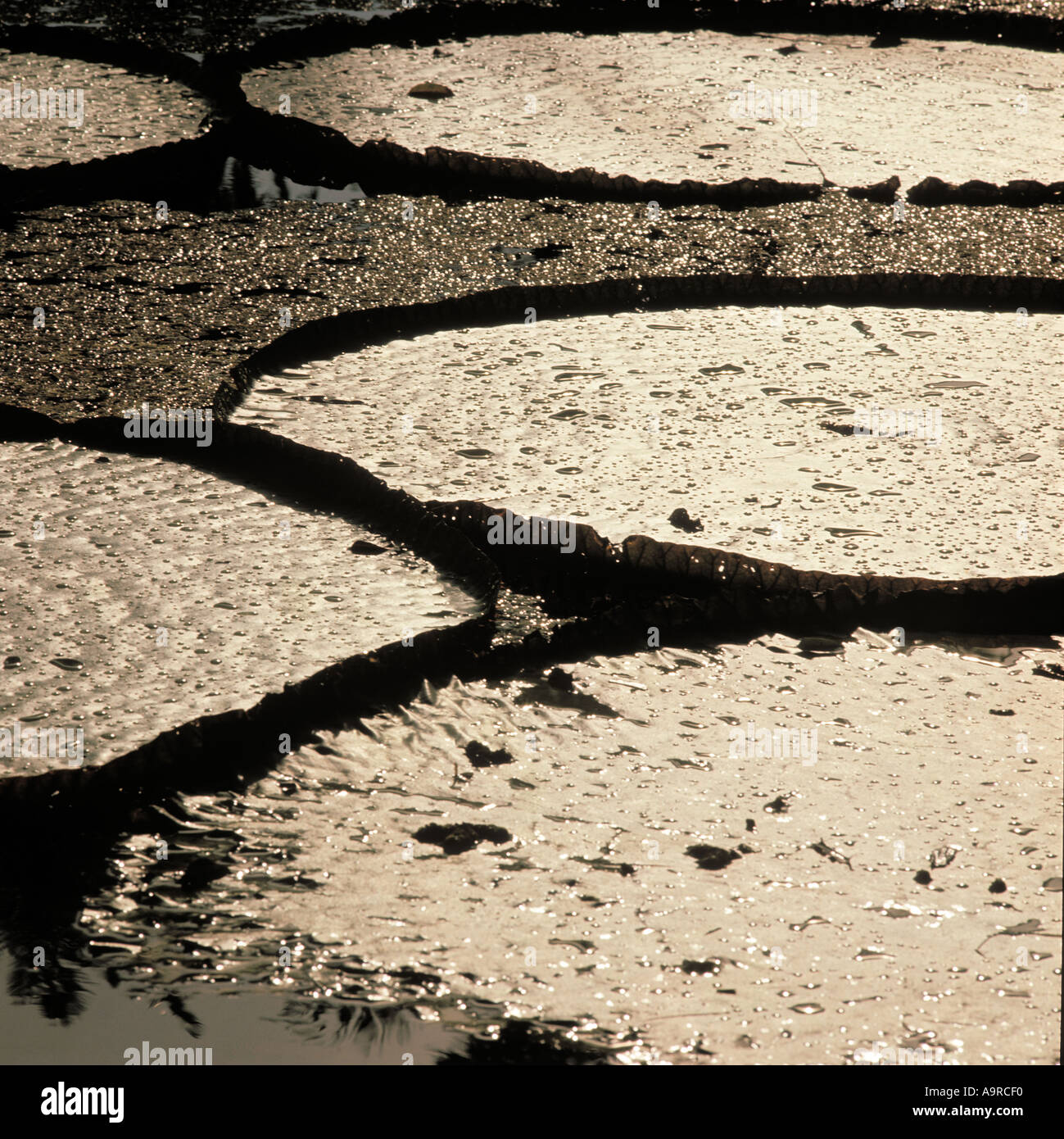 Victoria regia lilies hi-res stock photography and images - Alamy