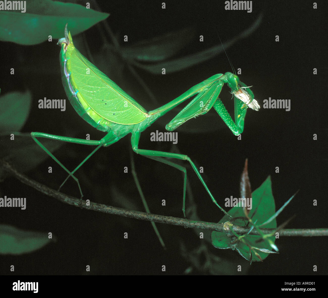 A giant praying mantis eating a moth, Amazon Stock Photo - Alamy