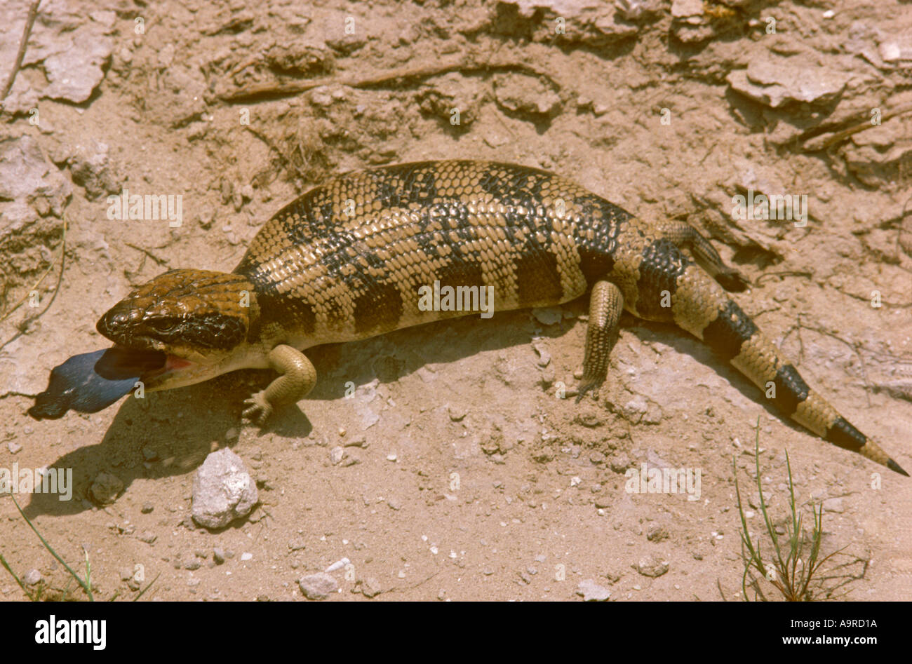 Western Blue tongued Lizard Tiliqua occipitalis in in Nambung National ...