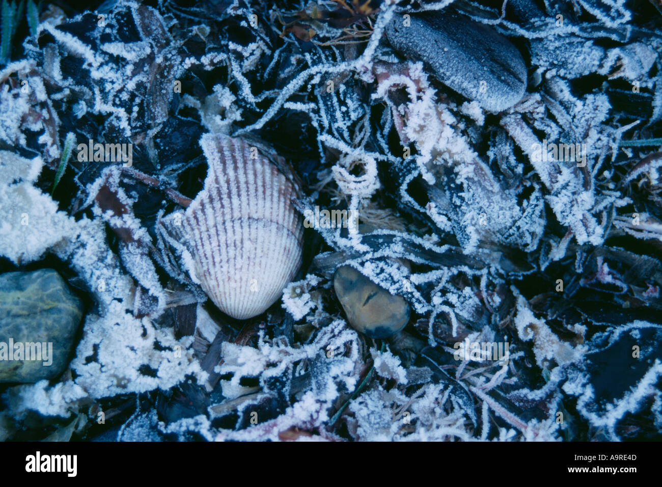 frost on seashore Stock Photo - Alamy
